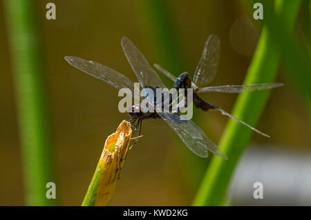 Phantom Flutterer (Rhyothemis semihyalina Stock Photo - Alamy