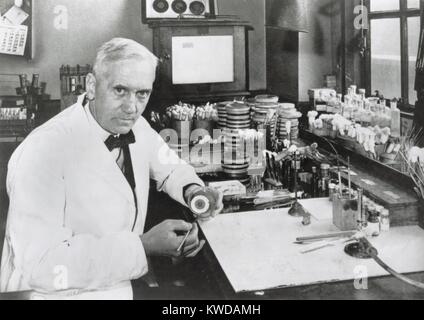 Alexander Fleming, Scottish bacteriologist in his laboratory, 1930s ...