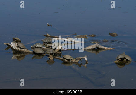 Terrapin basking in the sun on a dead log. Terrapins, which are related ...