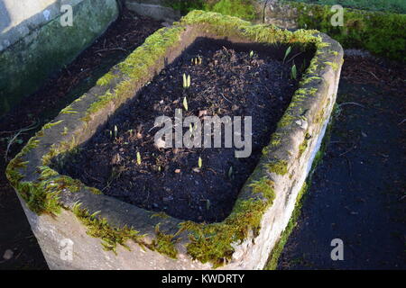 The first spring flower plant sprouts from the earth. Young shoots of ...