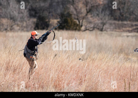 A Quail hunter flushing a covey of Bobwhite Quail Stock Photo - Alamy