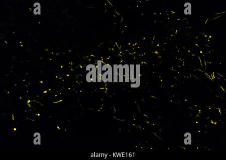 The Fireflies (Lampyridae) lighting up the trees just before the ...