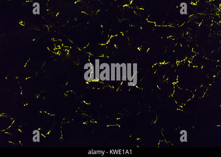 The Fireflies (Lampyridae) lighting up the trees just before the ...