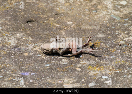 The belly of a dead Common Toad Stock Photo - Alamy