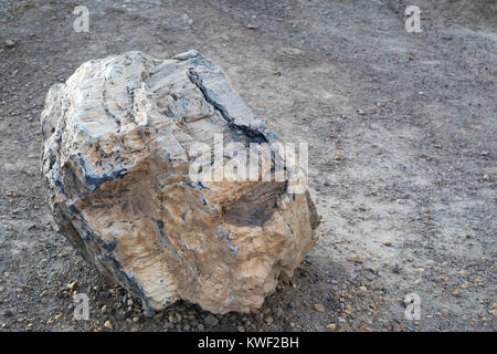 Fossilized Giant Redwood tree stump (Sequoiadendron) with interpretive ...