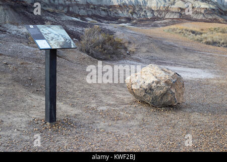 Fossilized Giant Redwood tree stump (Sequoiadendron) in Alberta ...