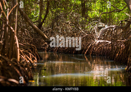 La Restinga National Park mangrove lagoon, Isla Margarita, Venezuela ...