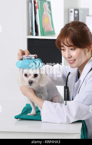 RF photo - a veterinarian is curing animals 222 Stock Photo - Alamy