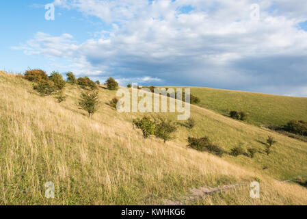 Barton Hills National Nature Reserve in Barton-le-Clay, Bedfordshire ...