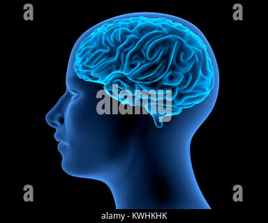 Brain Hypothalamus Anatomy For Medical Concept 3D Illustration Stock Photo - Alamy