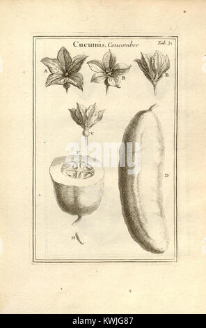 The artwork by Joseph Pitton de Tournefort, â€˜IOURA ZIA,â€™ created in ...