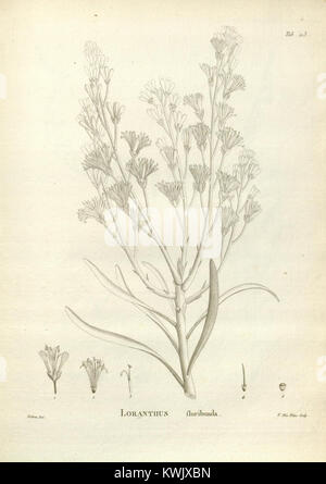 This botanical illustration from *Nov. Hollandi* features a variety of ...