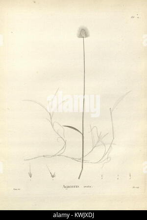 A botanical specimen from *Nov. Hollandi*, showing detailed ...