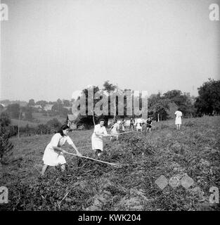 This photograph depicts the traditional potato harvest at ...