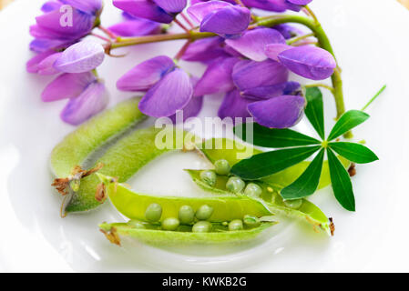 Blossom, sheet and seed of a lupin (Lupinus), Bl?te, Blatt und Samen ...