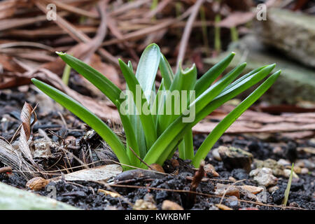 Sprouting daffodil bulbs Stock Photo - Alamy