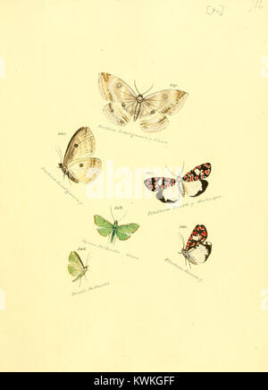 A collection of various butterfly species from the Heliconidae family ...