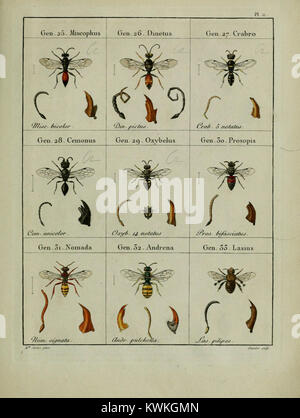 This scientific work presents a new method for classifying Hymenoptera ...