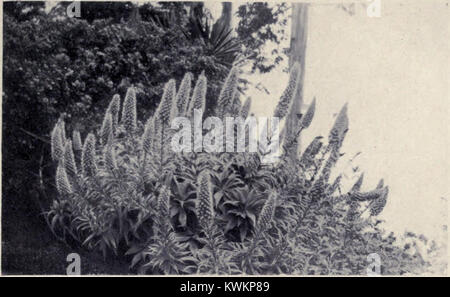 Pride of Madeira , MON 1909 Stock Photo - Alamy
