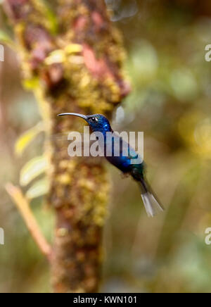 Violet Sabre-wing (Campylopterus hemileucurus) hummingbird perched on ...