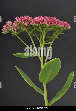 Orpine on dark background Stock Photo - Alamy