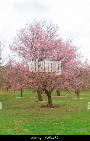 Cherry tree blooming in early spring Stock Photo - Alamy