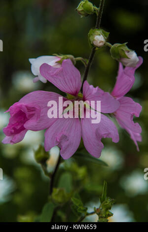 a pink flower and buds of a lavatera Stock Photo - Alamy