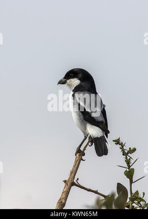 Taita Fiscal Lanius dorsalis Kenya Stock Photo - Alamy