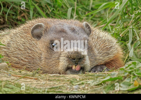 a marmot in front of the den Stock Photo - Alamy