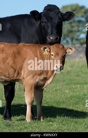 Commercial suckler beef cattle in limestone pasture, North Yorkshire ...