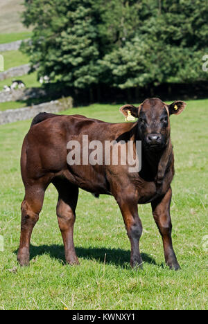 Commercial suckler beef cattle in limestone pasture, North Yorkshire ...