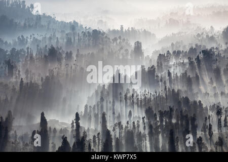Sunrise in the forest near Bromo volcano, Java island, Indonesia Stock ...