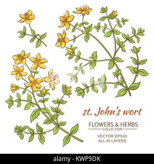 Set of vector drawing of St. Johns wort in various colors. Hand drawn ...