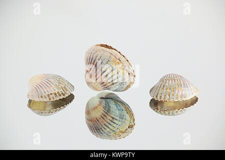 Lagoon Cockle - Cerastoderma glaucum Stock Photo - Alamy