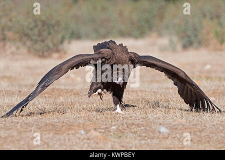 Black Vulture Aegypius monachus in aggressive pose Spain January Stock ...