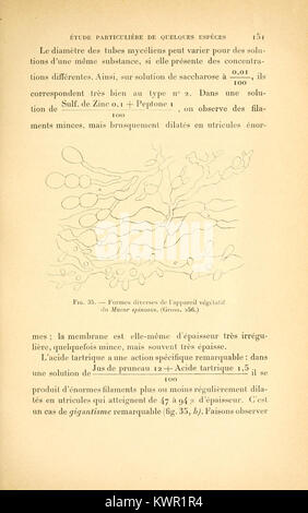 This page from the study on fungal polymorphism details morphological ...