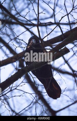 Poznan, Wielkopolska, Poland. 5th Jan, 2018. January 5, 2018 - Poznan ...