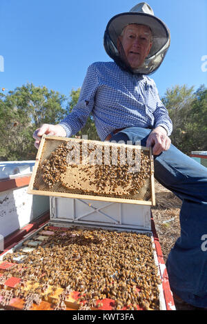 Beekeeper attending one of his hives at an active jellybush (Manuka ...