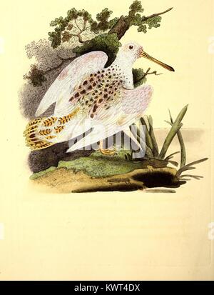 A history of British birds Stock Photo - Alamy