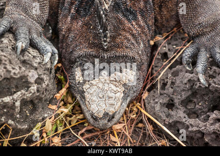 The parietal eye (also known as the "third eye") is clearly visible on ...