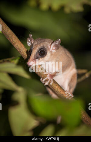 Mouse opossum (Marmosa murina) in a tree at night in the wild. Rio Napo ...