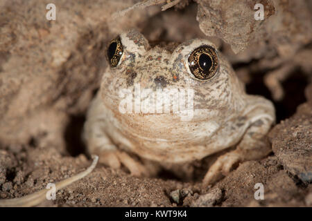 Great Basin spadefoot toad (Spea intermontana). Spadefoots burrow ...