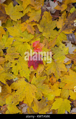 Red Sycamore Leaf Among Yellow Stock Photo - Alamy