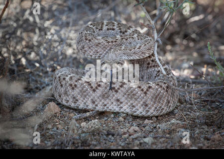 Western Diamondback Rattlesnake coiled and ready to strike Stock Photo ...