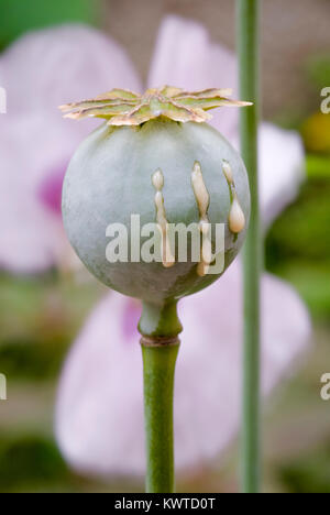 Opium poppy (Papaver somniferum) with incision for bleeding latex Stock ...