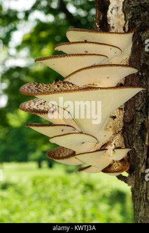 Dryad's Saddle, Polyporus squamosus, bracket fungus on Ash tree ...