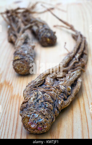 Angelica (Angelica sinensis), dried roots, Dong Quai, medicinal ...
