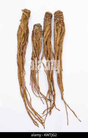 Angelica (Angelica sinensis), dried roots, Dong Quai, medicinal ...