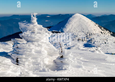 Snow covered bent little pine tree in winter mountains. Arctic ...