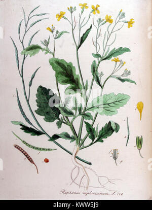 A botanical description of the flora of the Netherlands, including ...